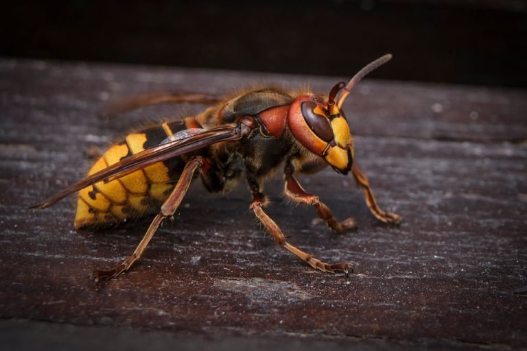 Common UK Wasp & Bees Species | Identification, Behaviour & Nesting Habits