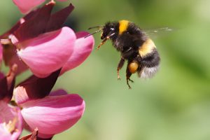 Common UK Wasp & Bees Species | Identification, Behaviour & Nesting Habits